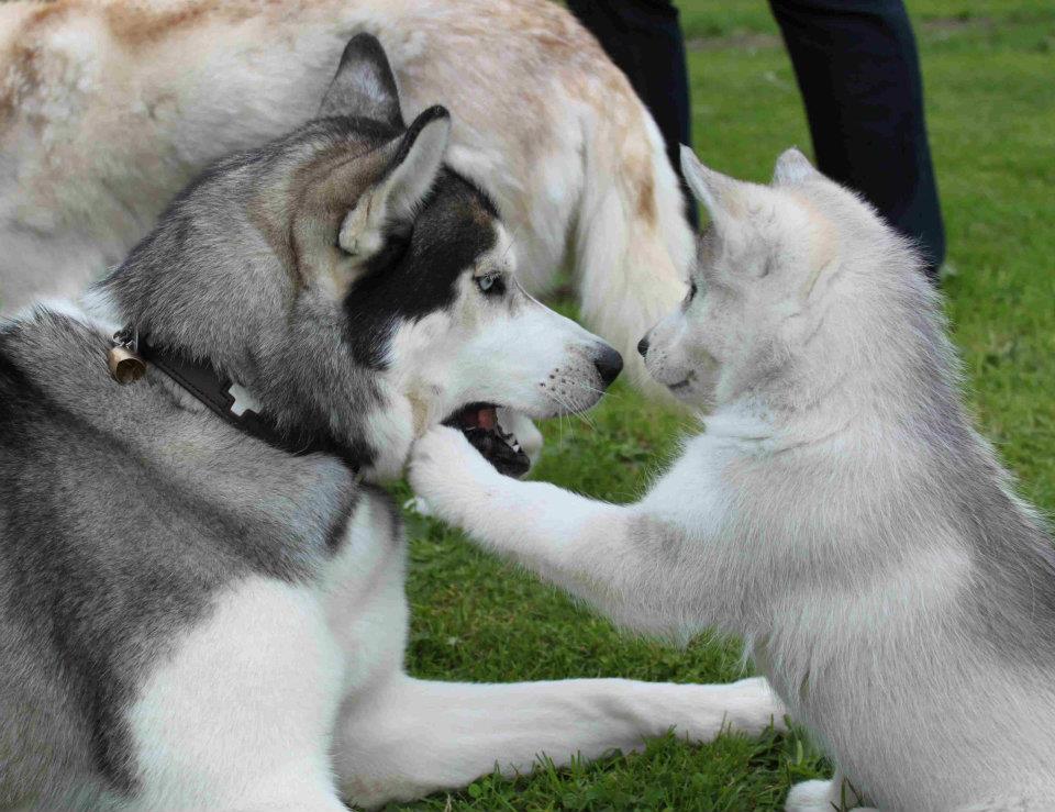 puppy mit taysho - TAYSA SIBERIANS - Leaving Tracks Forever In Our Hearts